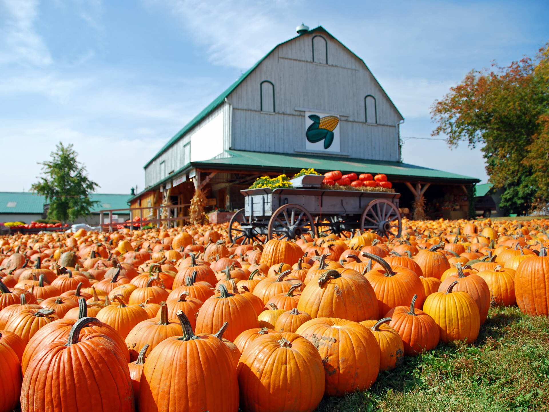 Where To Find A Farm NY Families Love