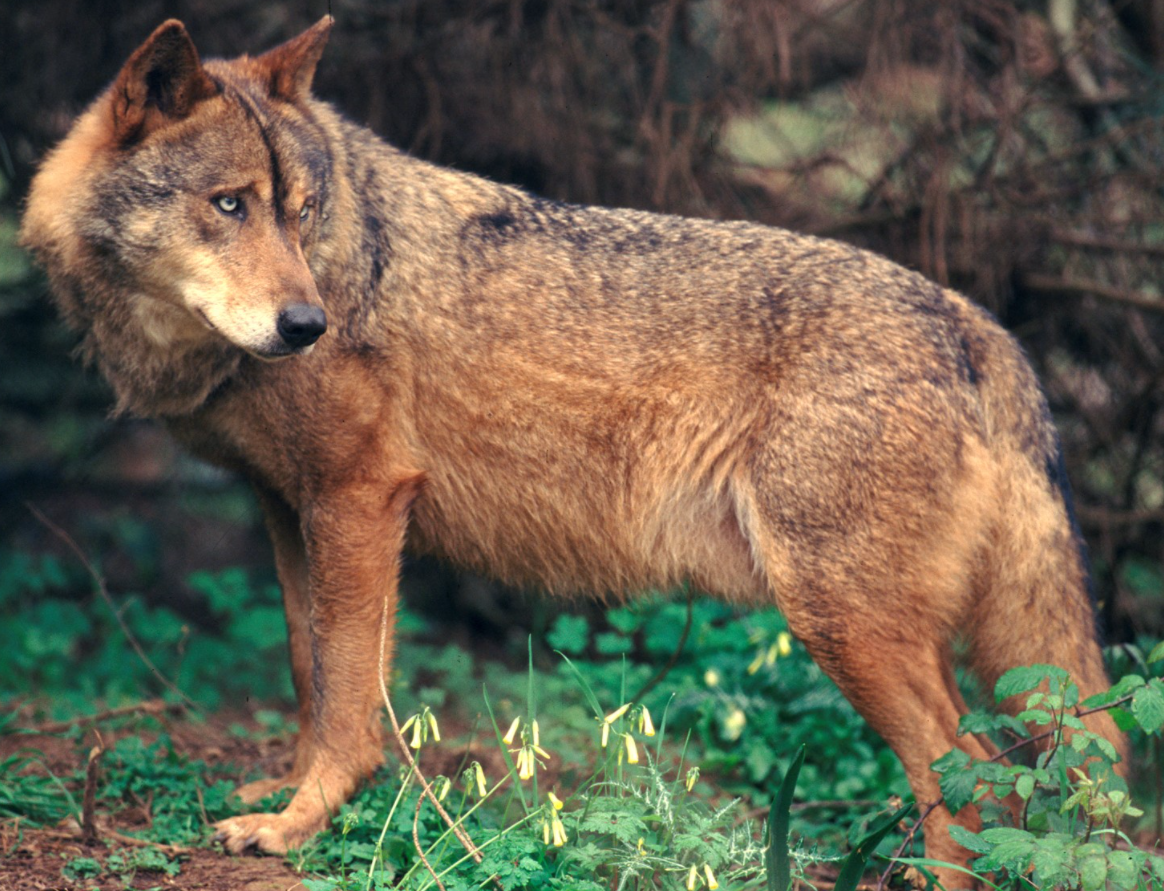 Visita ao Santuário dos Lobos | Coisas para fazer in Lisboa