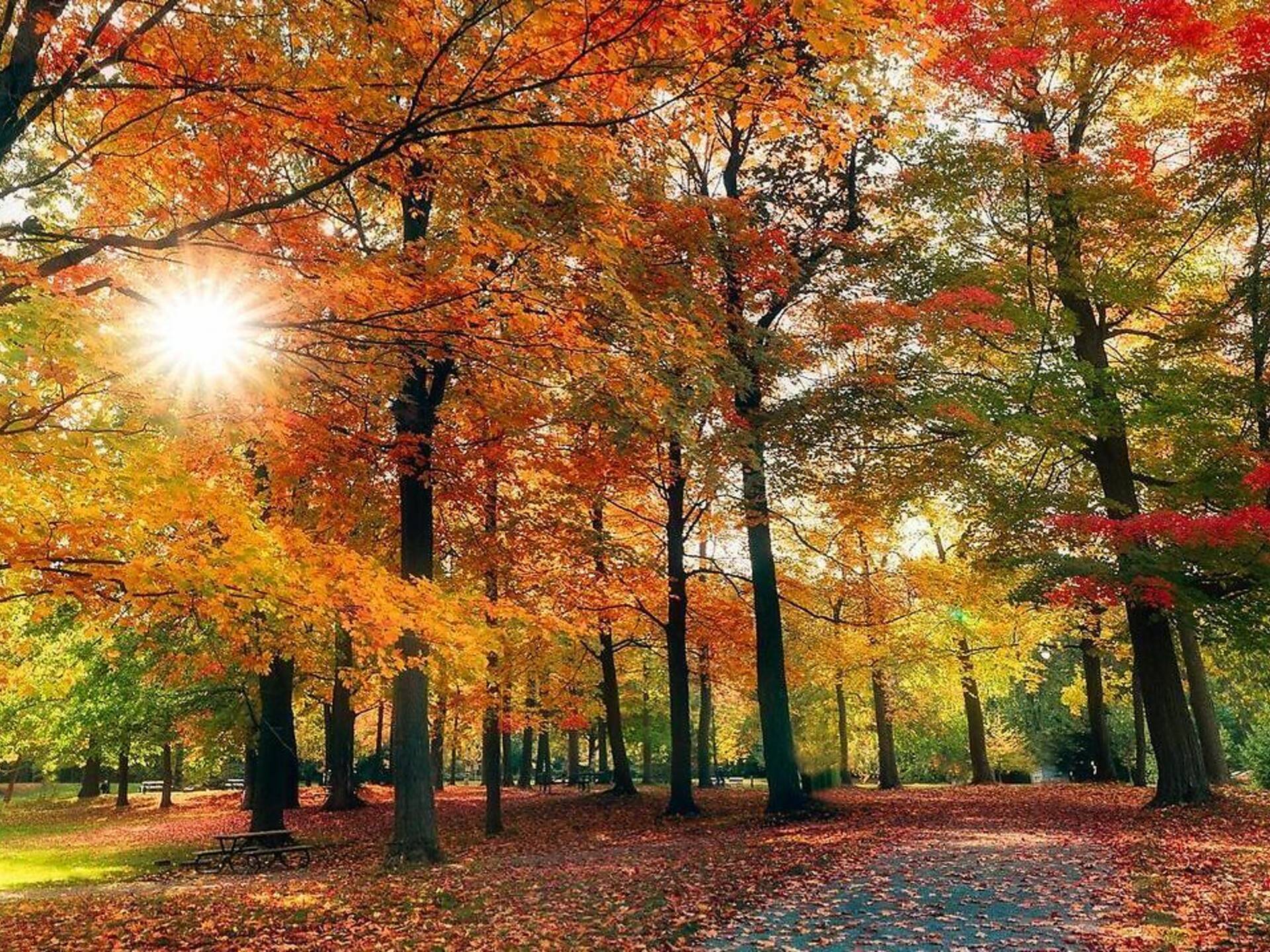 Best Places To See Fall Colours in Montreal