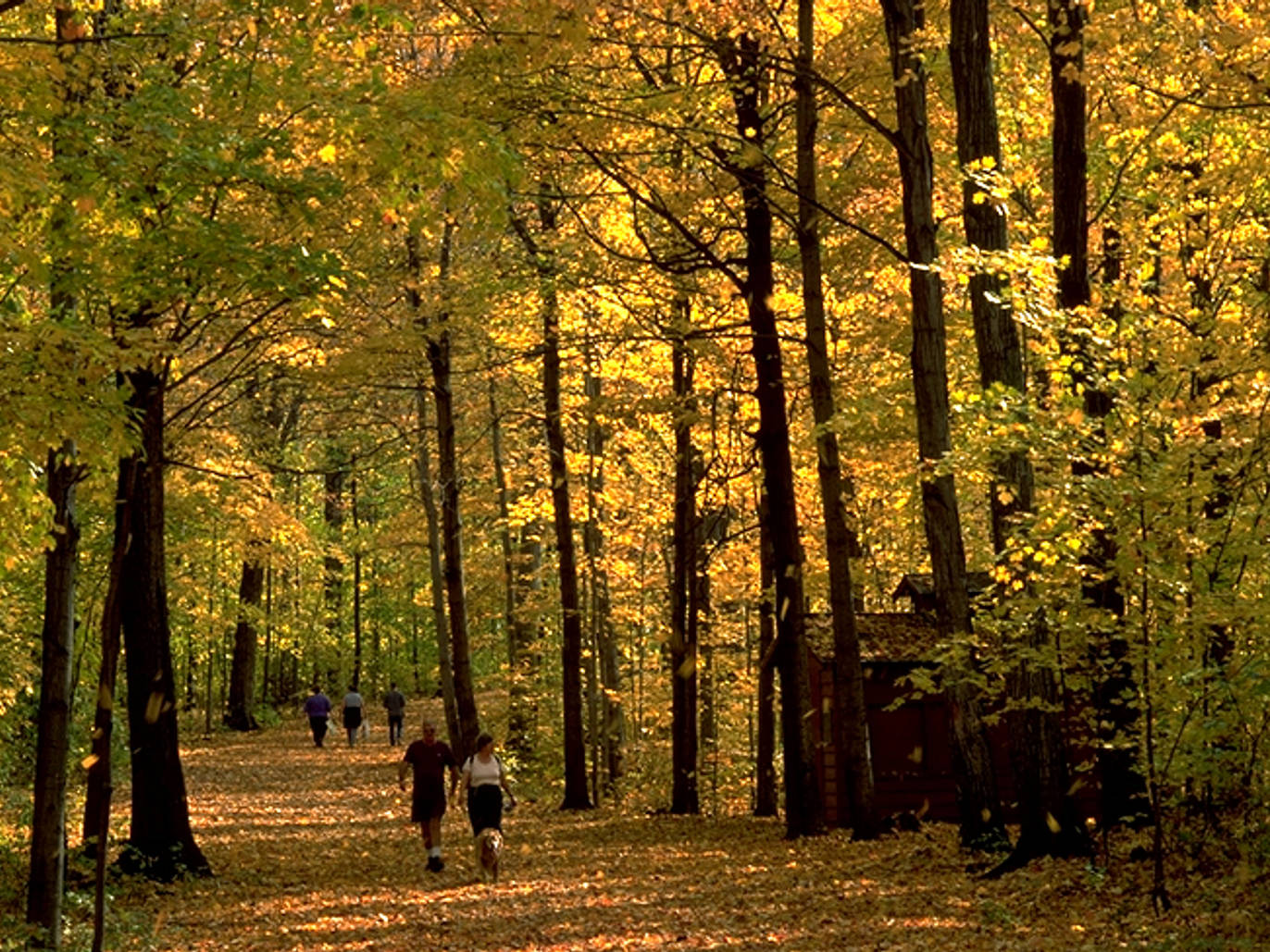 Best Places To See Fall Colours in Montreal