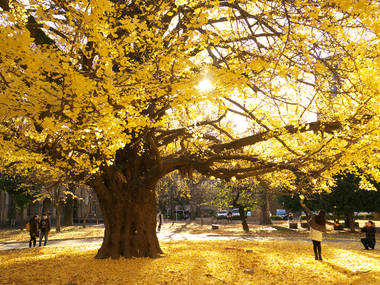 Best scenic bicycle routes in and around Tokyo | Time Out Tokyo