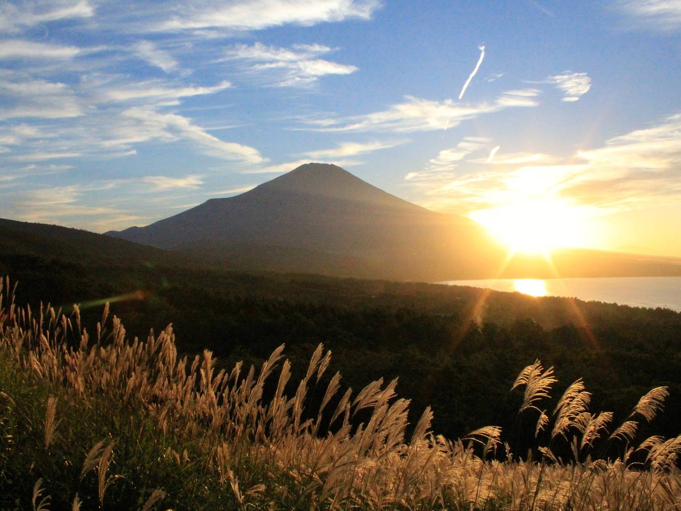 Catch these stunning pampas grass fields in Japan this autumn