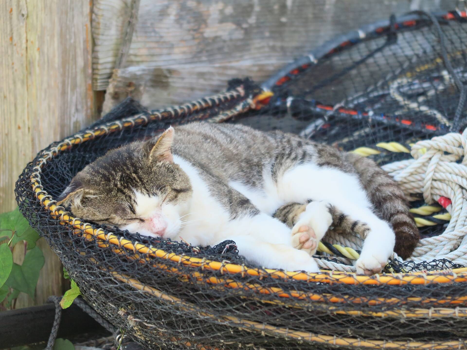 10 best places to see free-roaming animals in Japan