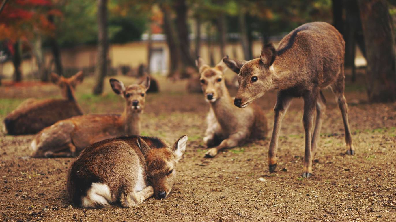 10 best places to see free-roaming animals in Japan