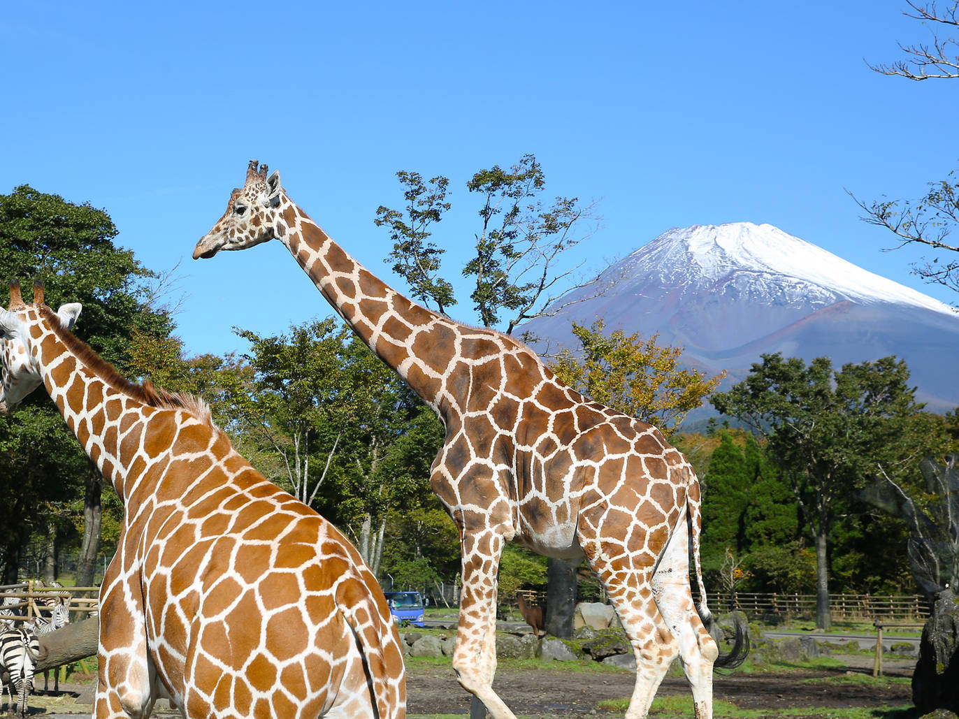 10 best places to see free-roaming animals in Japan | Time Out Tokyo