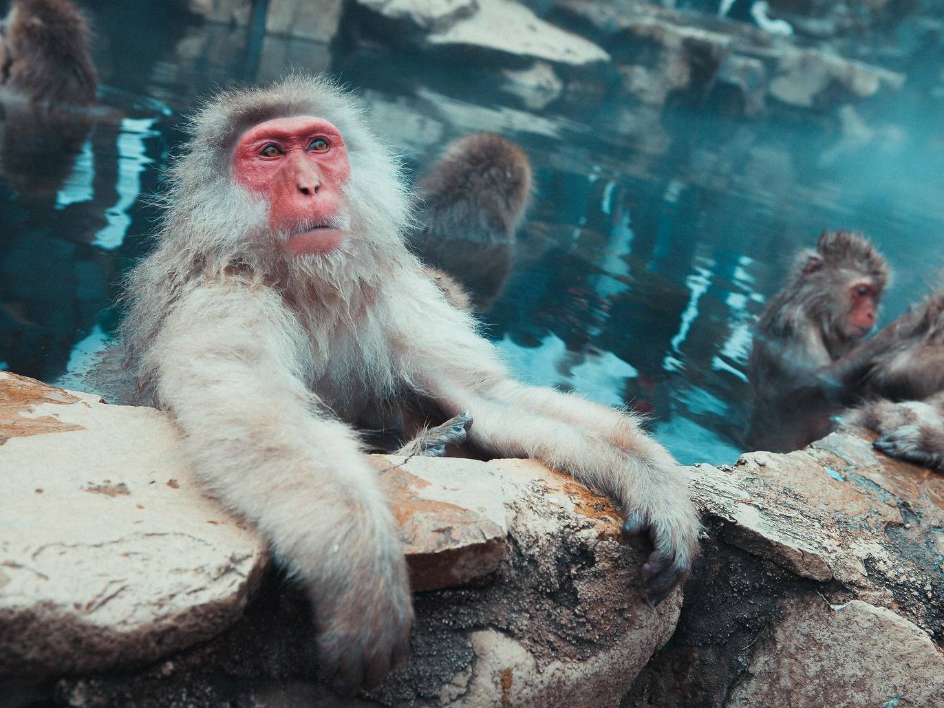 10 best places to see free-roaming animals in Japan