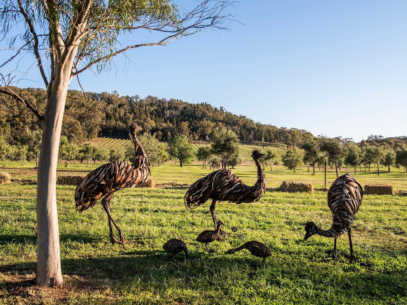Mudgee: Best Things To Do and Eat, Accommodation & Transport