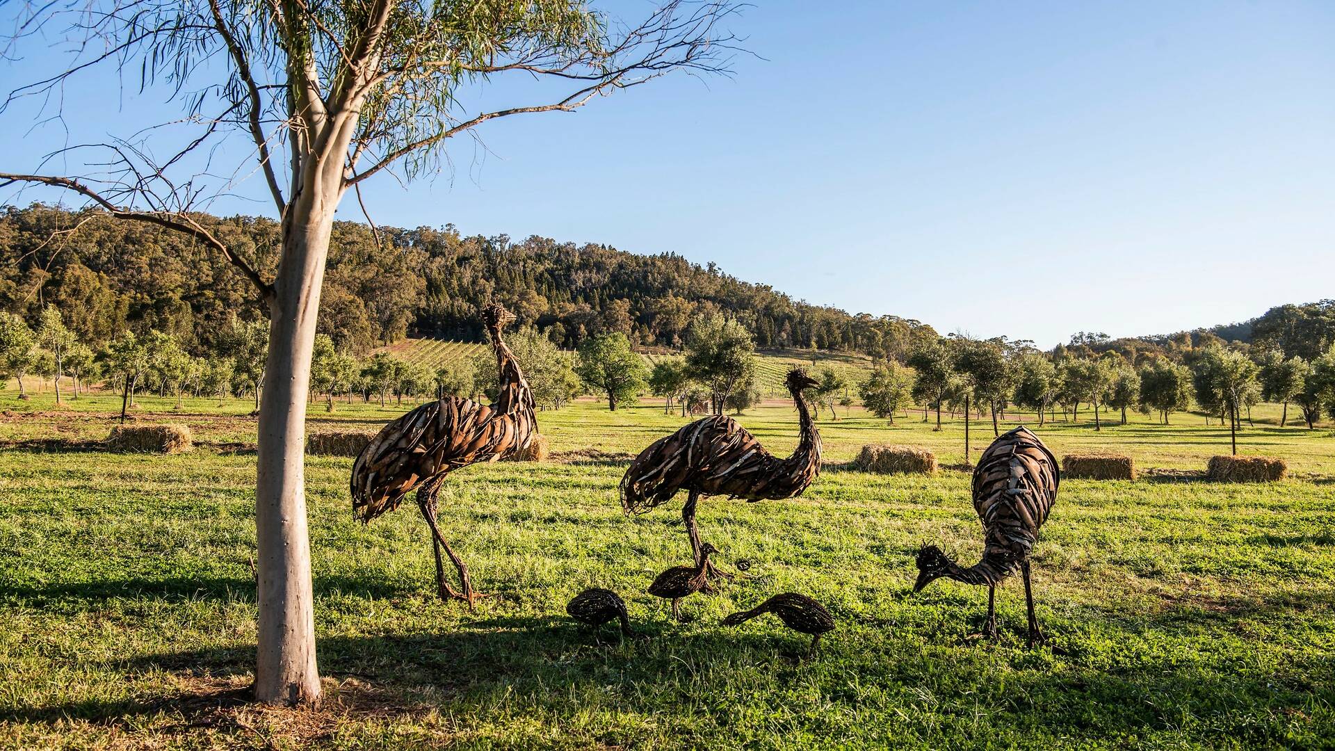 Mudgee: Best Things To Do and Eat, Accommodation & Transport