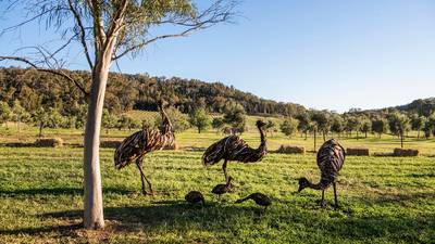 Mudgee: Best Things To Do and Eat, Accommodation & Transport