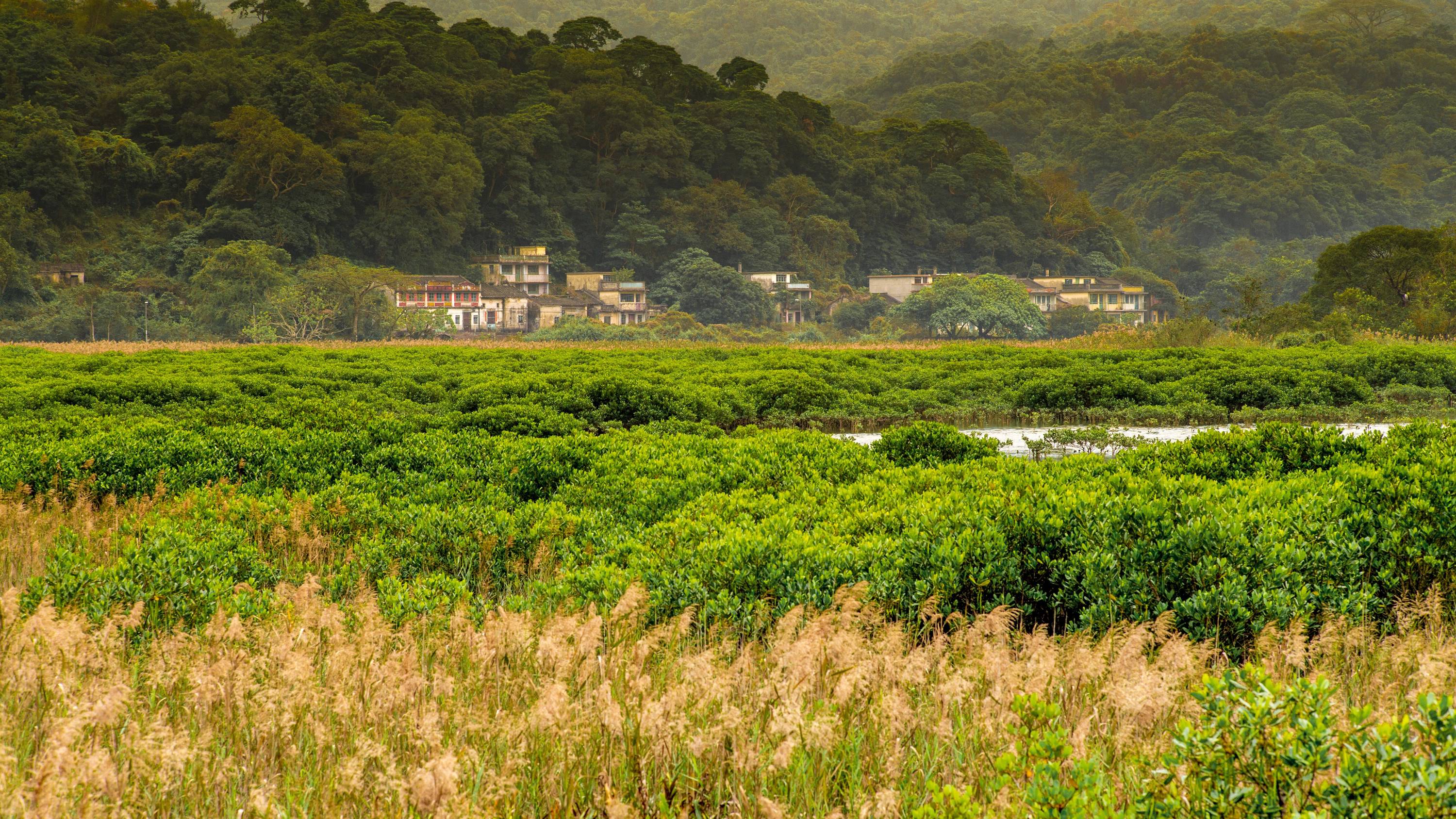 Plover Cove Country Park