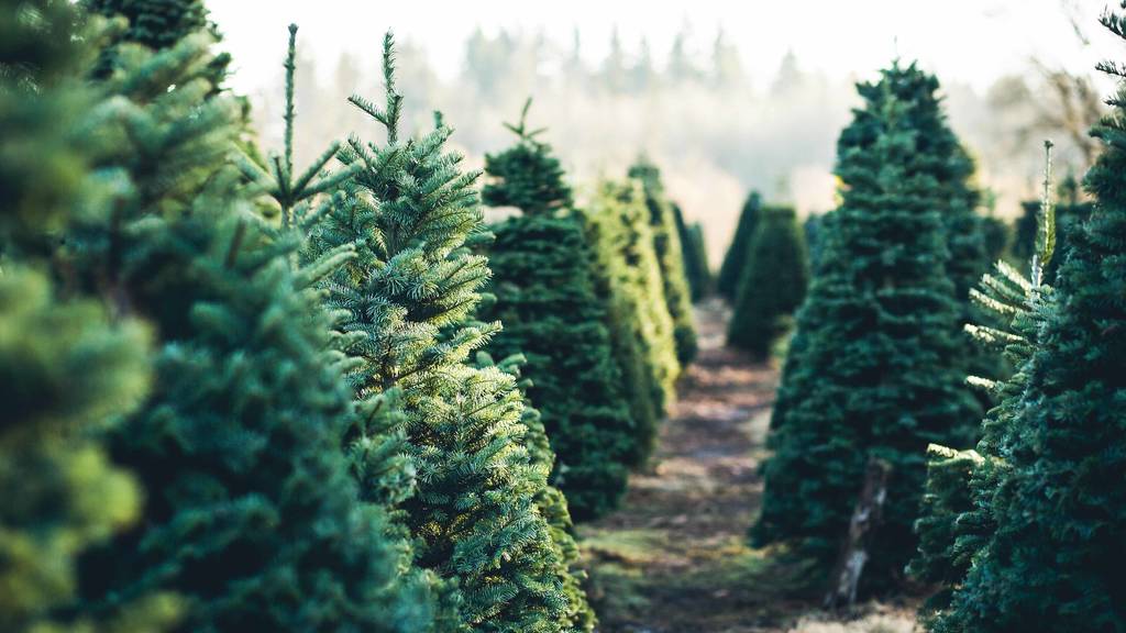 9 Best Christmas Tree Farms Near NYC
