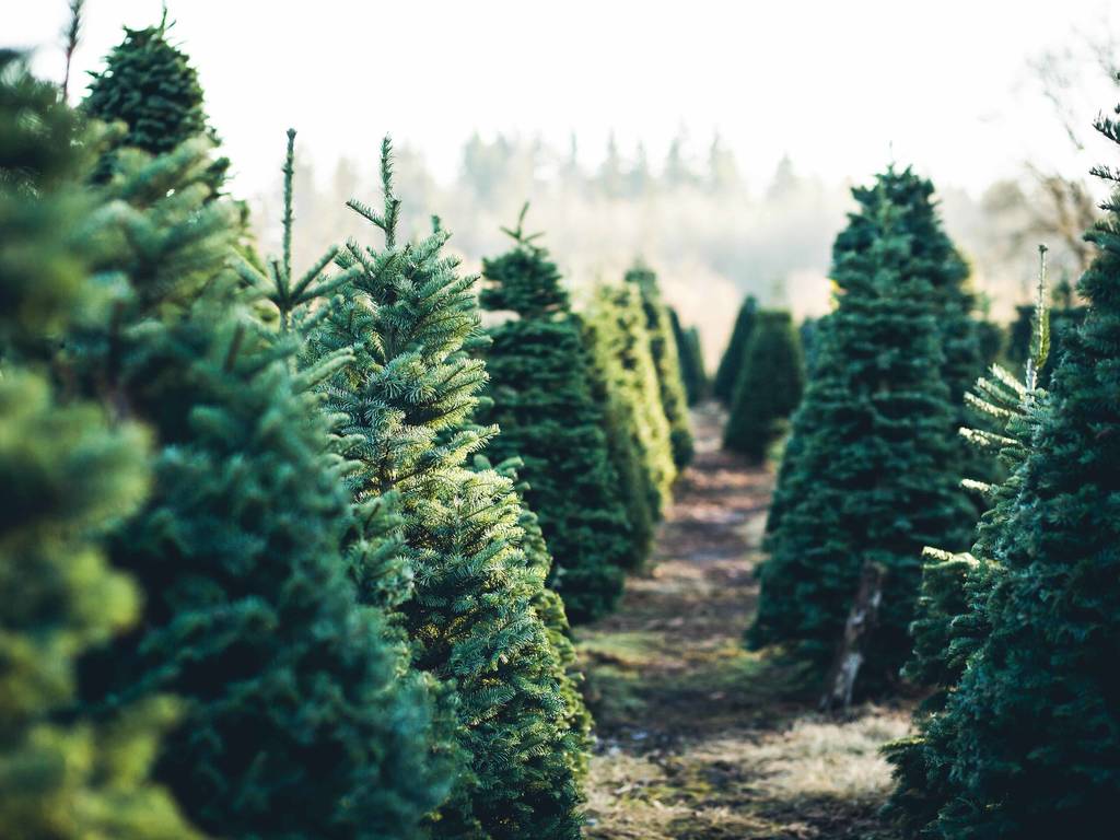 9 Best Christmas Tree Farms Near NYC