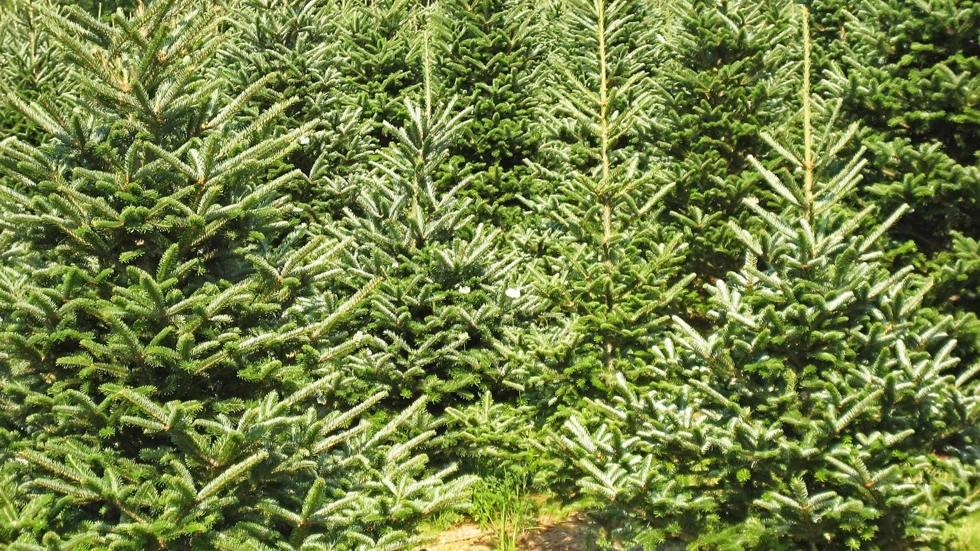 9 Best Christmas Tree Farms Near NYC