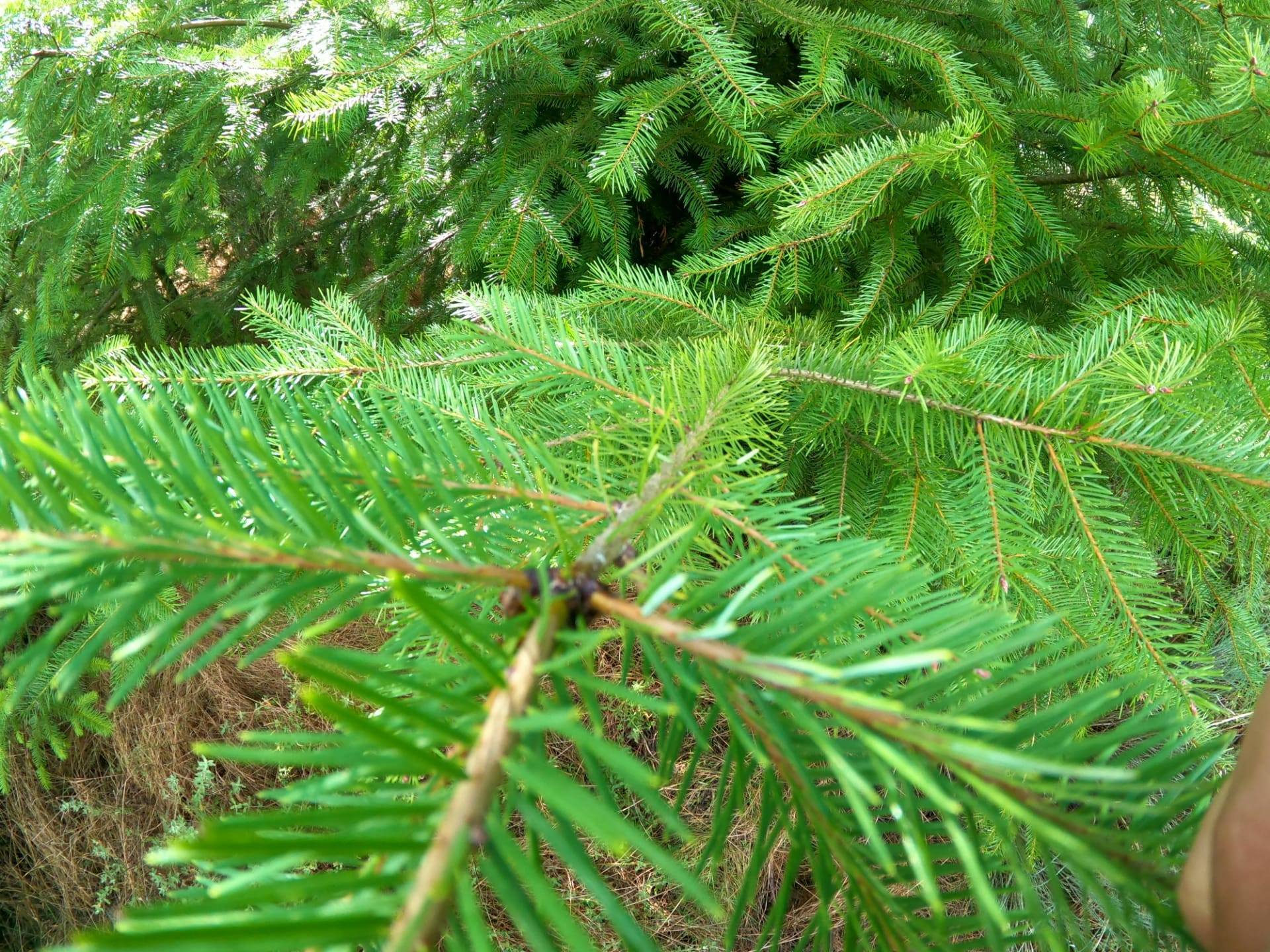 Pinheiros naturais em Lisboa: onde comprar a verdadeira árvore de Natal