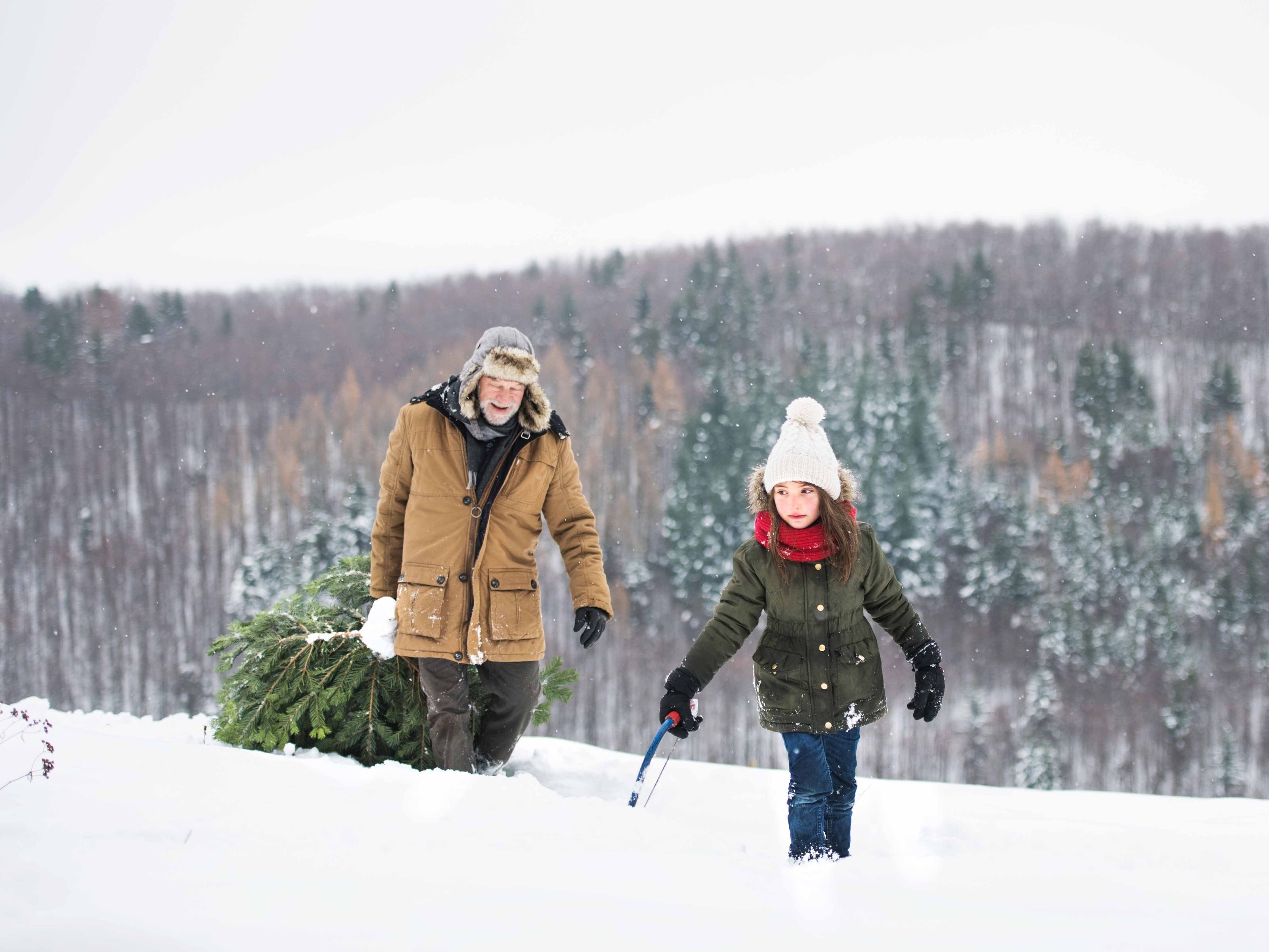 Here is how you can legally cut down your own Christmas tree at a ...