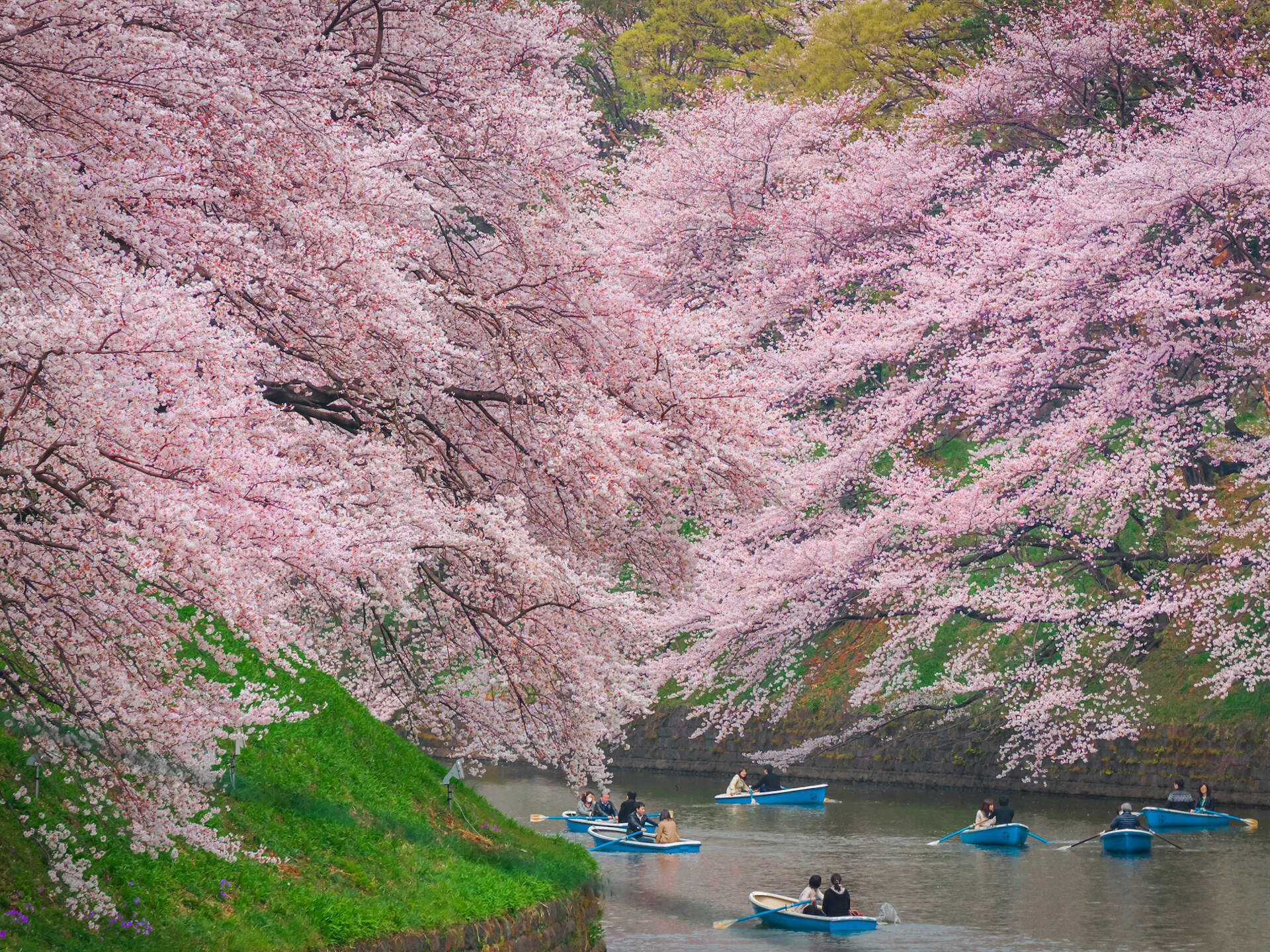 Cherry blossoms in Tokyo 2026: 18 best places to see sakura in Tokyo