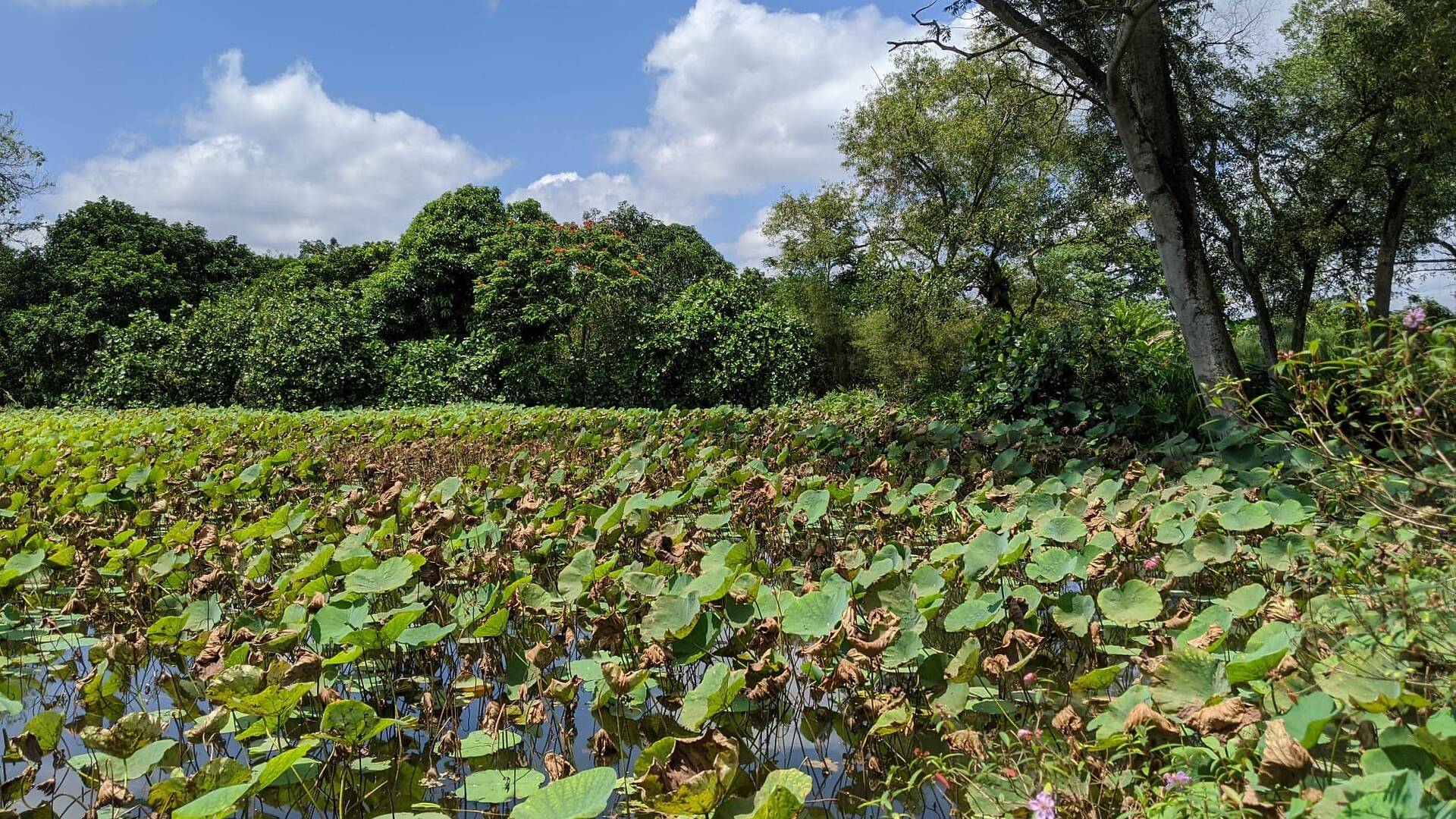 Take a trip to Singapore's countryside to Bollywood Farms for a ...