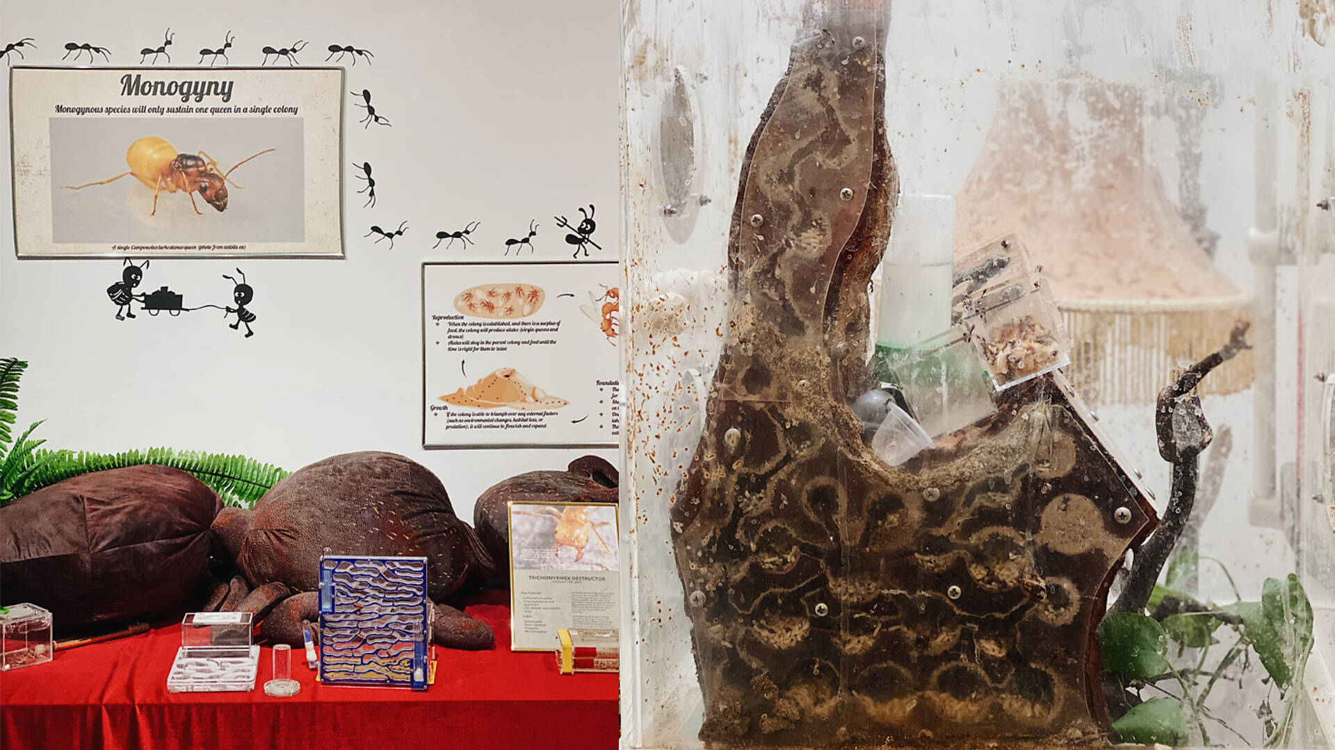 The Singapore Ant Museum: a two-storey space dedicated to the tiny ant
