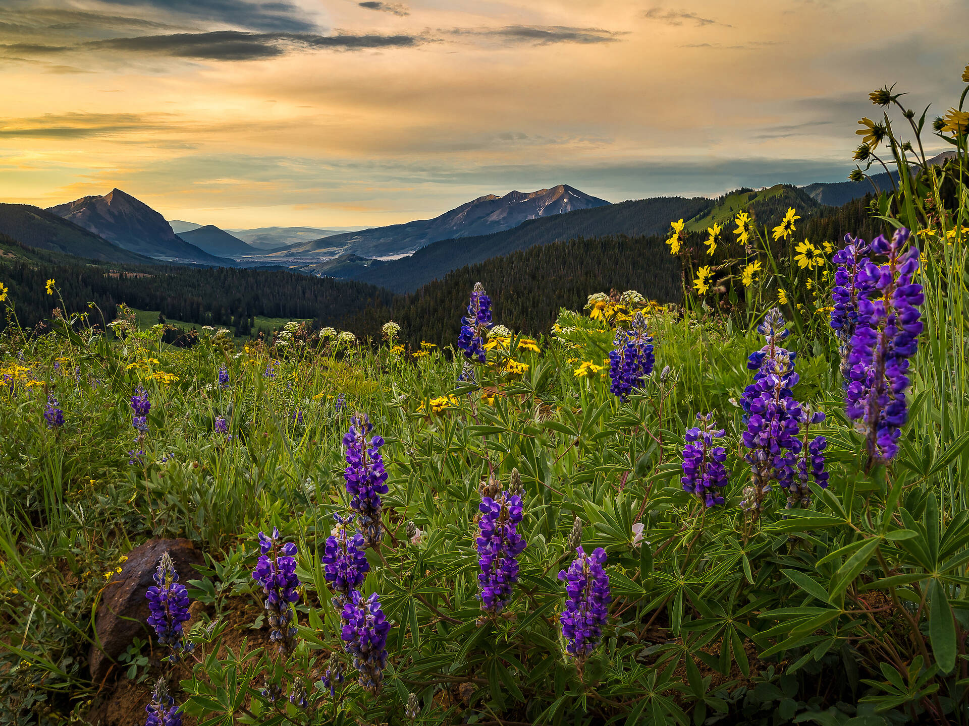 13 Best Places To See Wildflowers in the U.S.