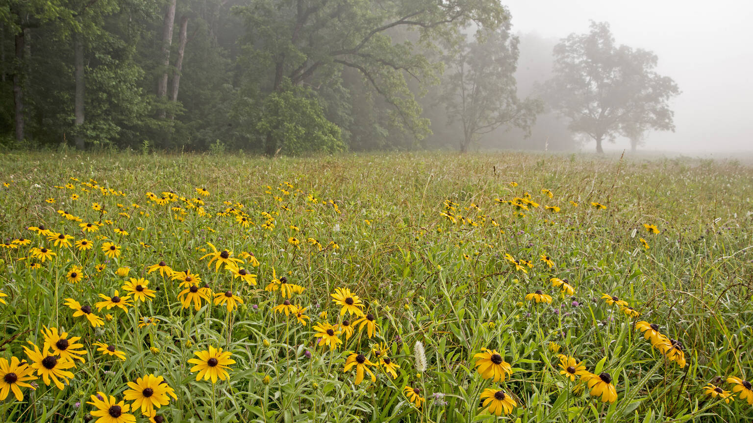 13 Best Places To See Wildflowers in the U.S.