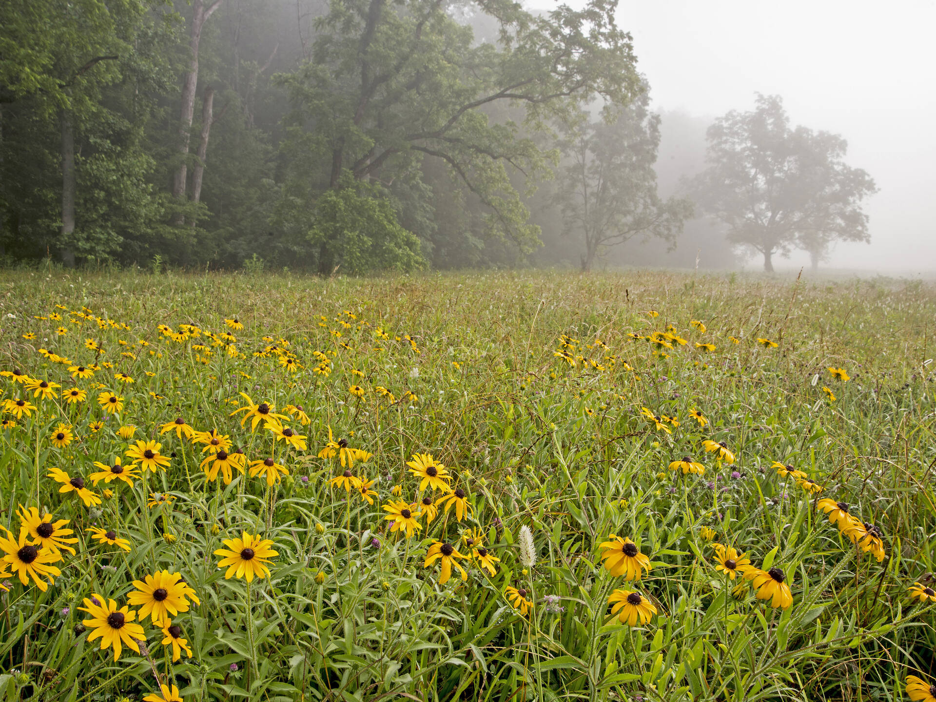 These Are the Most Beautiful Wildflower Displays in the U.S.