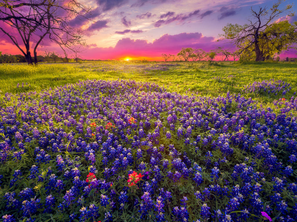 These Are the Most Beautiful Wildflower Displays in the U.S.