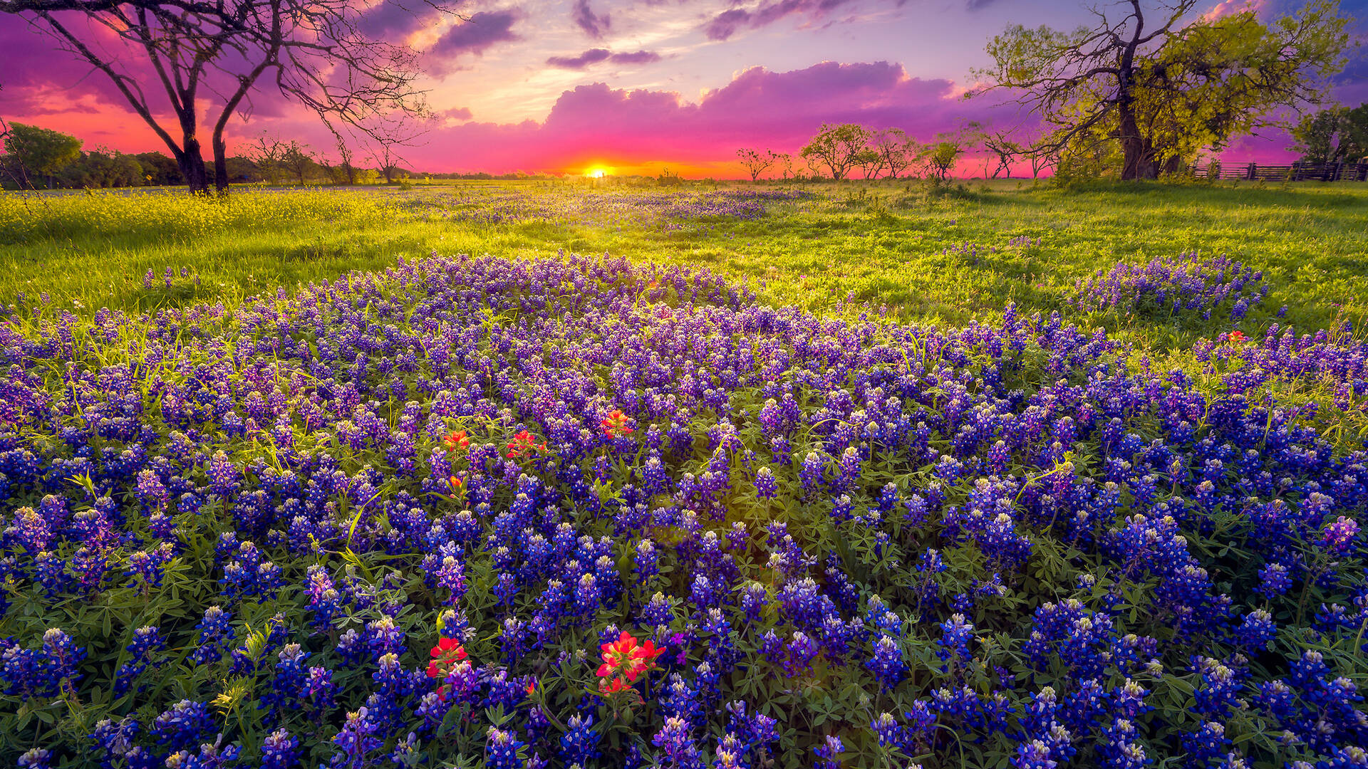 13 Best Places To See Wildflowers in the U.S.