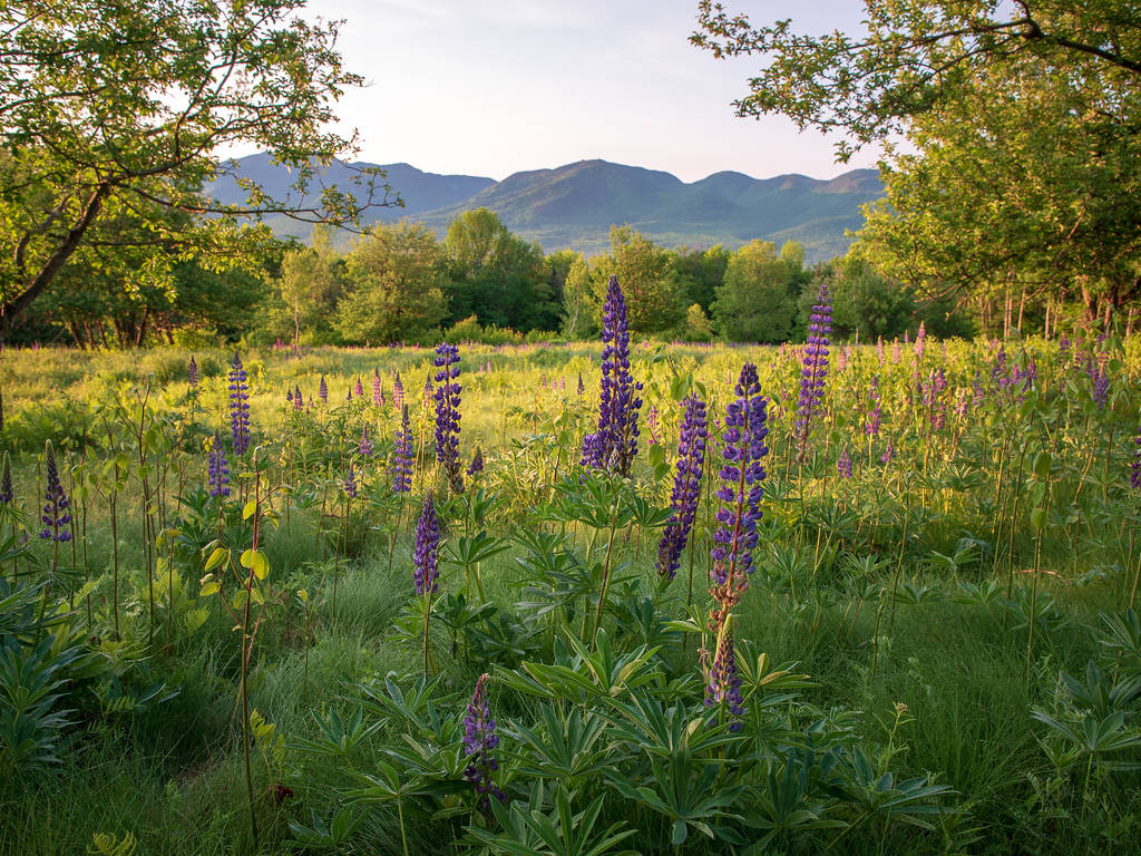 Where to See Wildflowers in the US This Spring and Summer