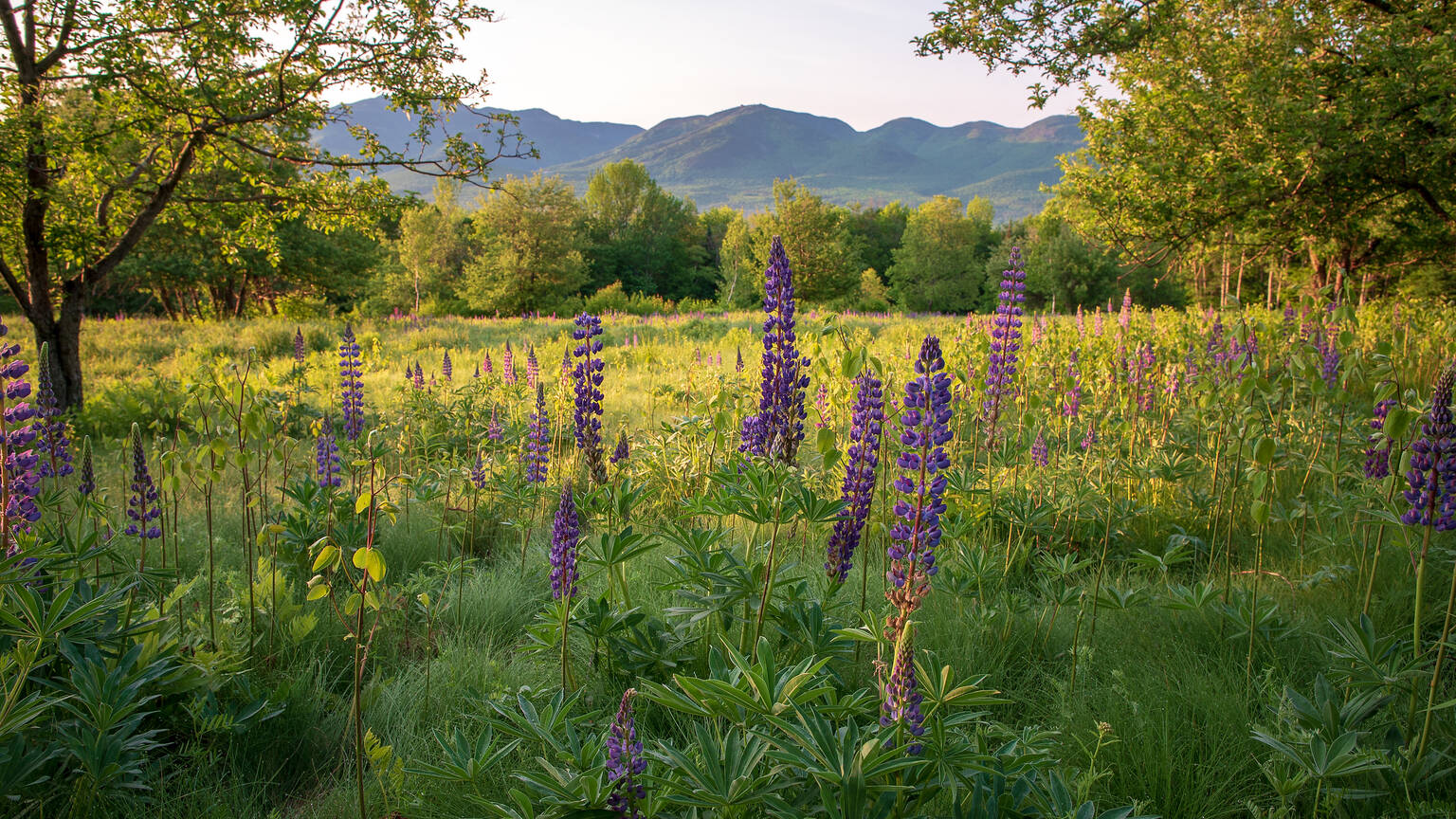 13 Best Places To See Wildflowers in the U.S.
