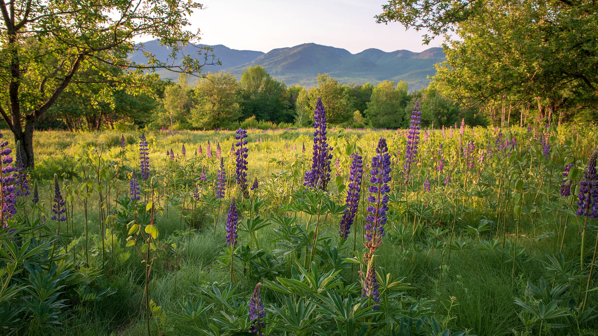 13 Best Places To See Wildflowers in the U.S.