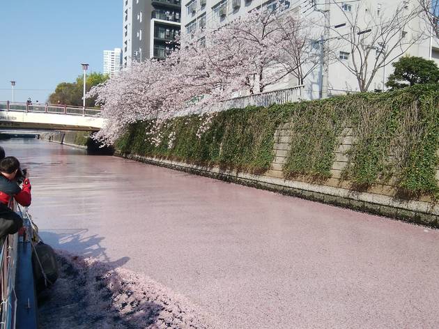 Meguro River Cherry Blossom Cruise Things To Do In Tokyo