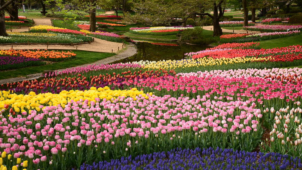 The most beautiful spring flowers in Tokyo – and where to see them all ...