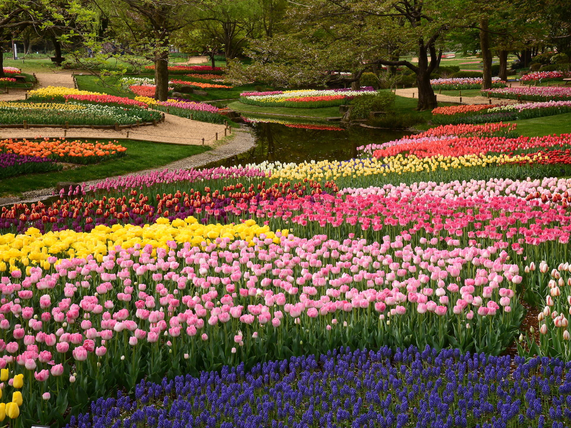 The most beautiful spring flowers in Tokyo – and where to see them all ...
