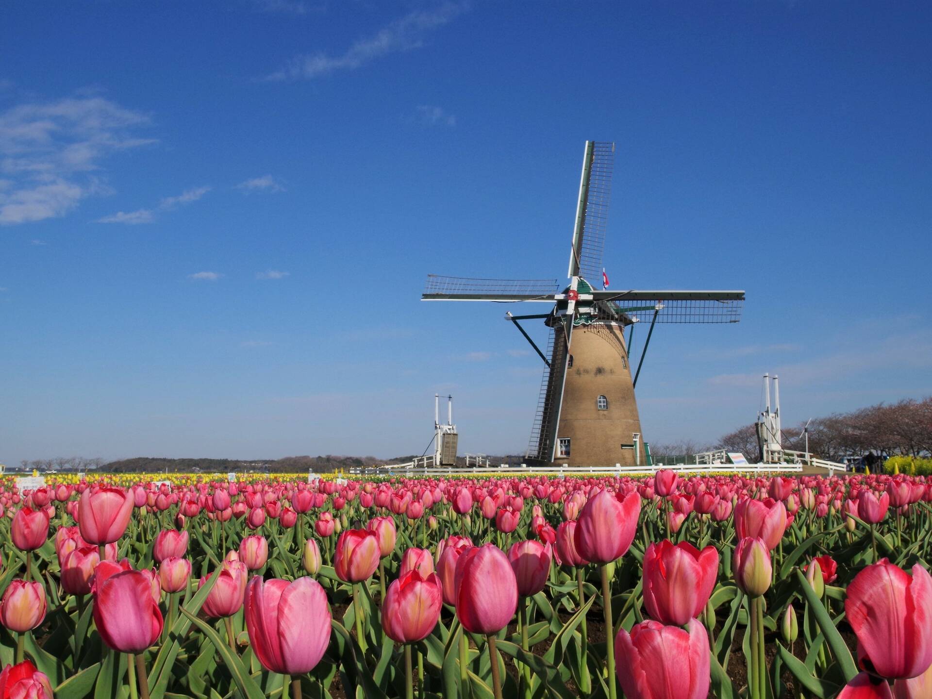 The most beautiful spring flowers in Tokyo – and where to see them all ...