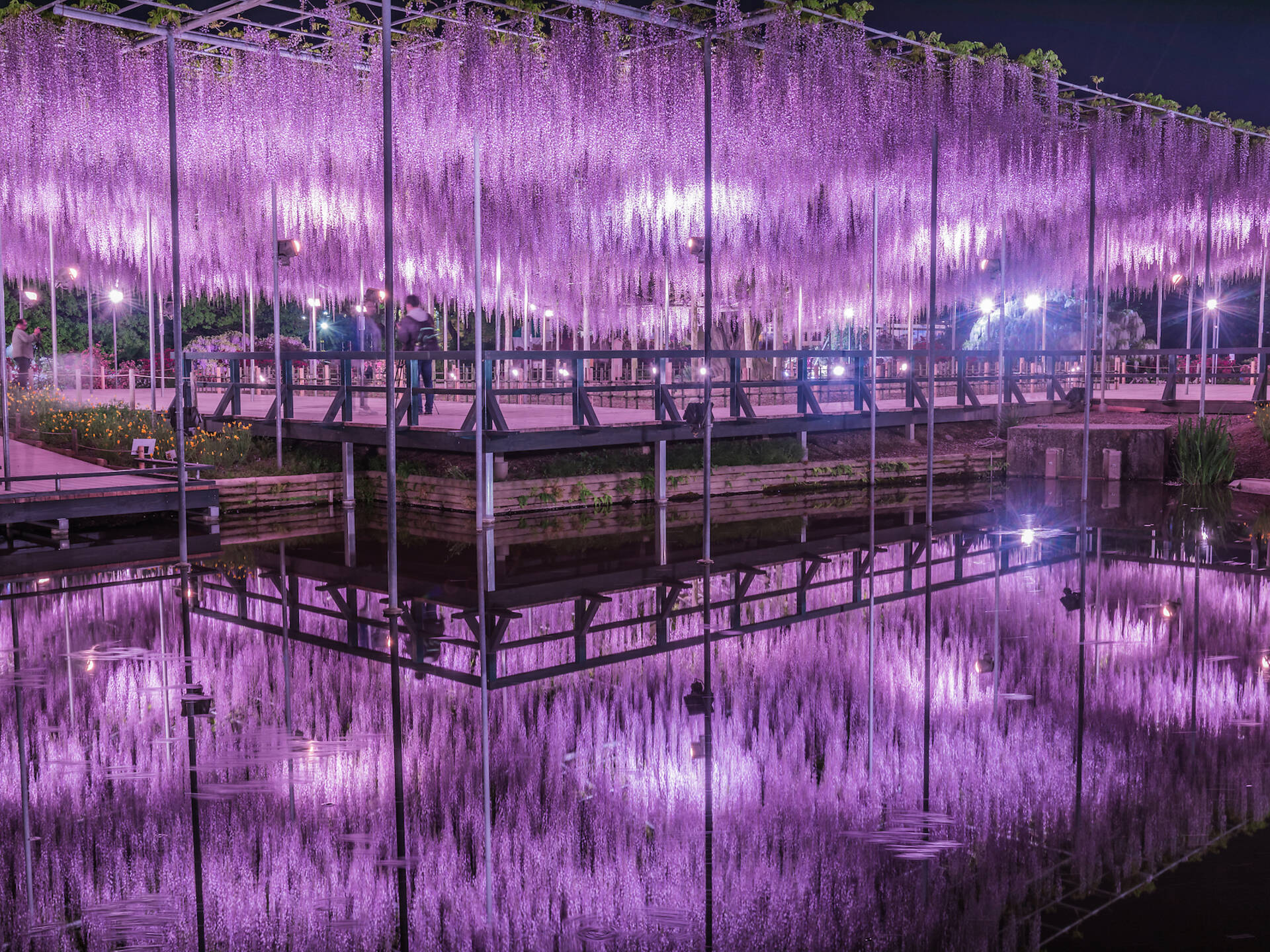 The most beautiful spring flowers in Tokyo – and where to see them all ...