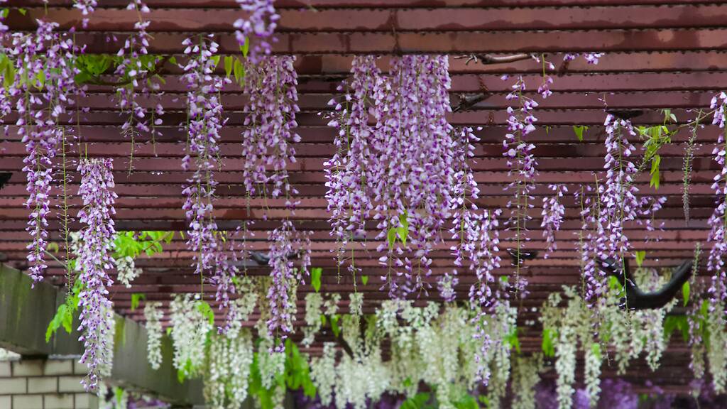 The most beautiful spring flowers in Tokyo – and where to see them all ...