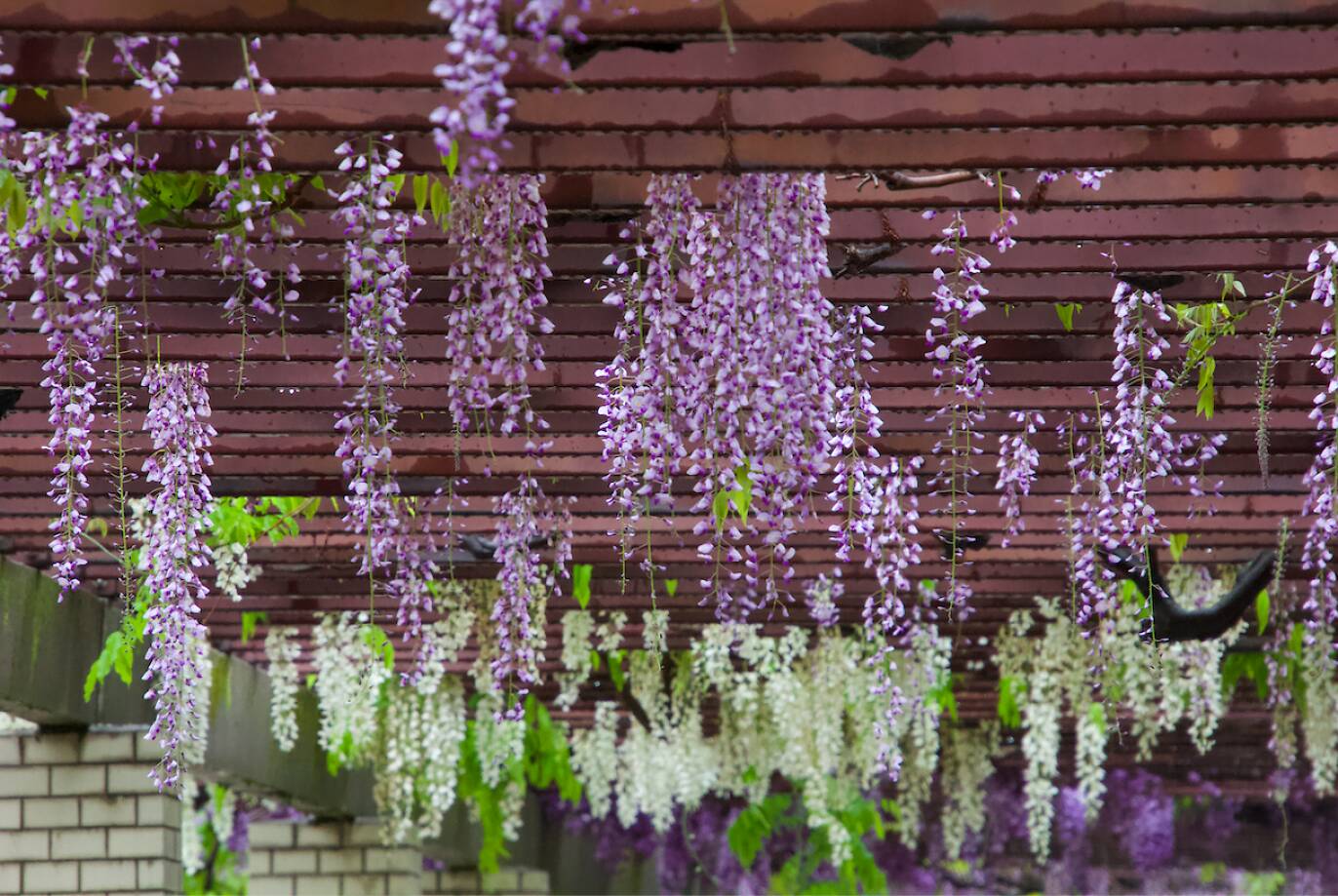 The most beautiful spring flowers in Tokyo – and where to see them all ...