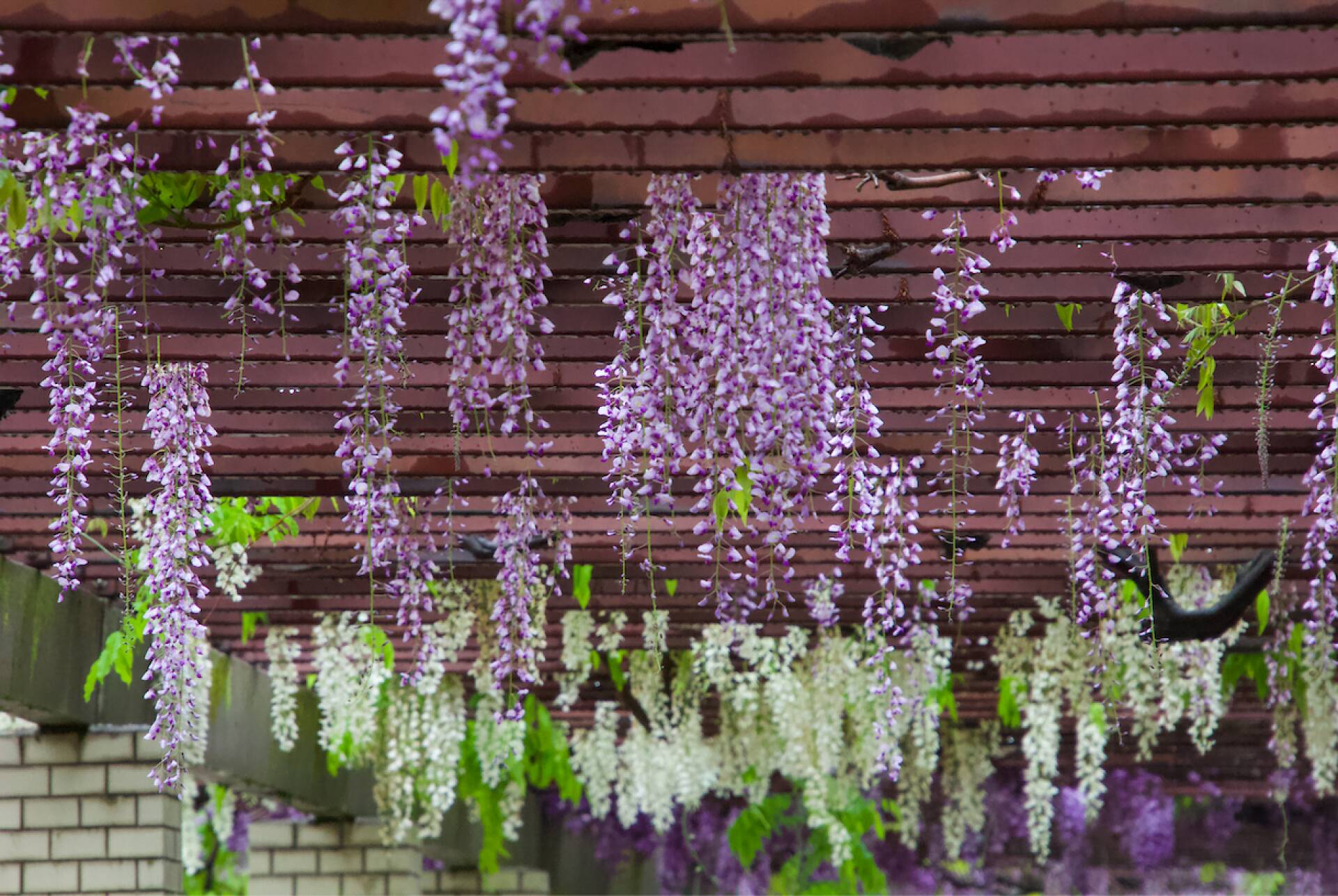 The most beautiful spring flowers in Tokyo – and where to see them all ...