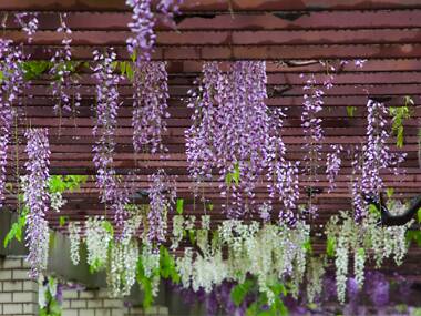 The most beautiful spring flowers in Tokyo – and where to see them all ...