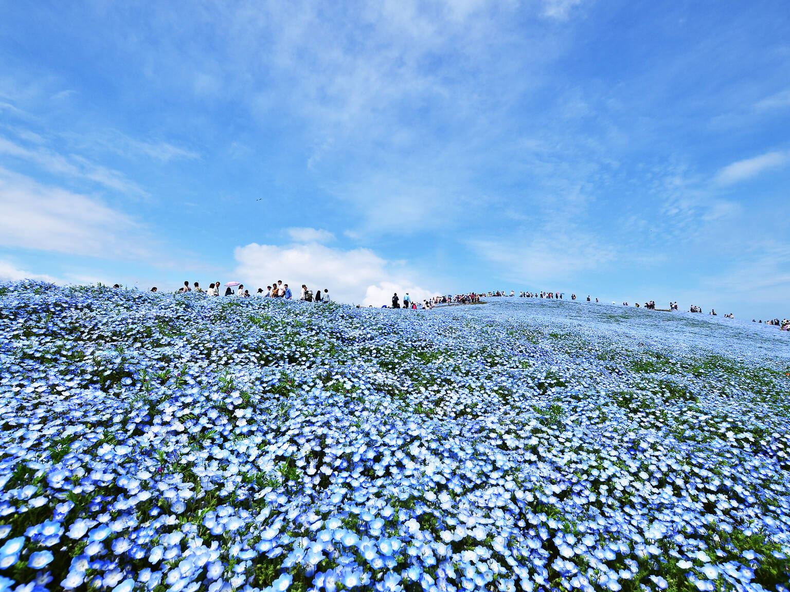 The most beautiful spring flowers in Tokyo – and where to see them all ...