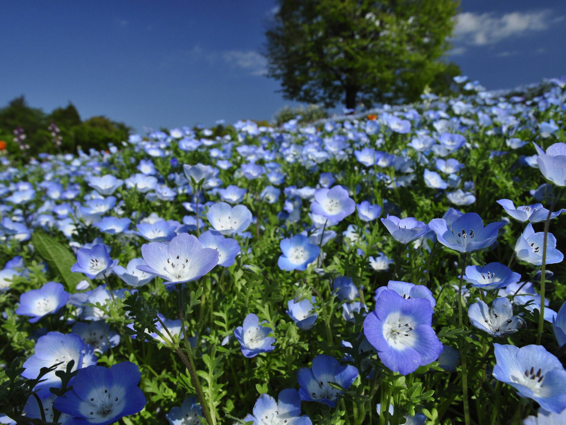 The most beautiful spring flowers in Tokyo – and where to see them all ...