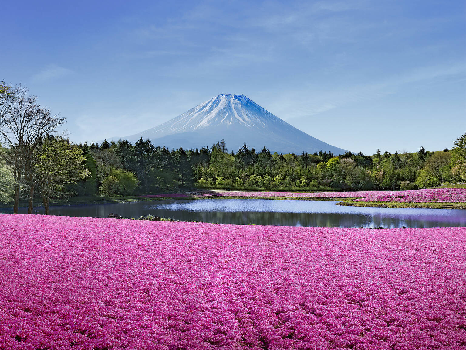 The most beautiful spring flowers in Tokyo – and where to see them all ...