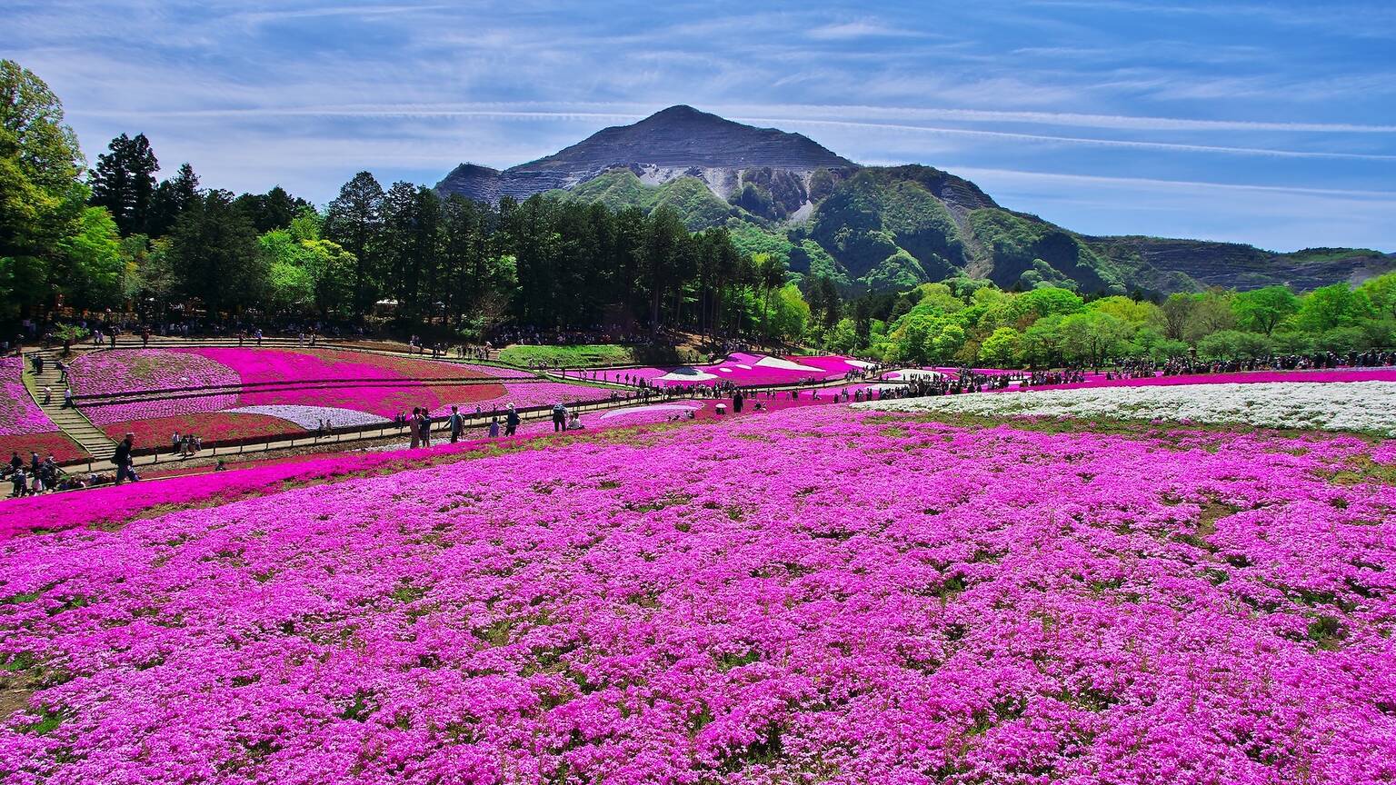 The most beautiful spring flowers in Tokyo – and where to see them all ...