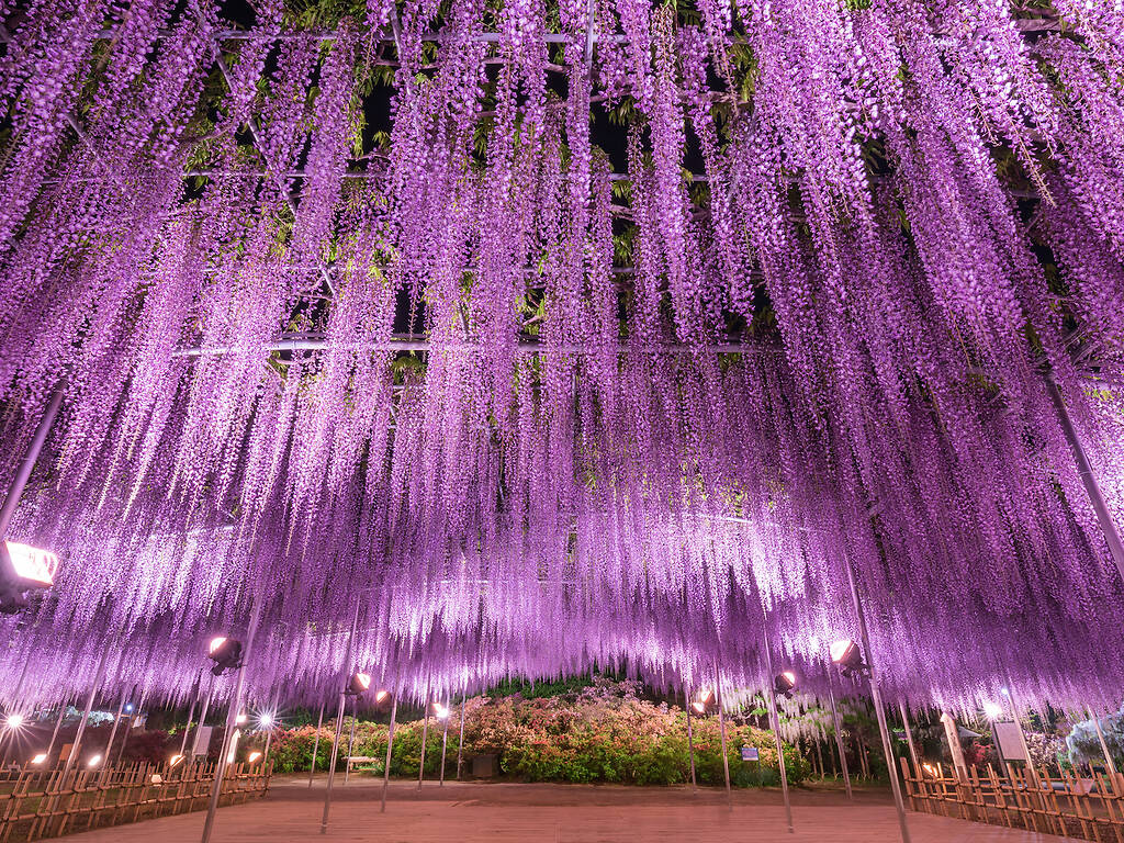 The most beautiful spring flowers in Tokyo – and where to see them all ...