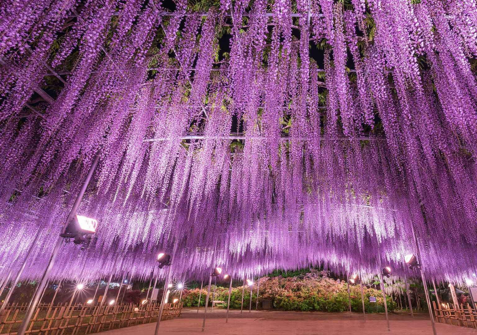 The most beautiful spring flowers in Tokyo – and where to see them all ...