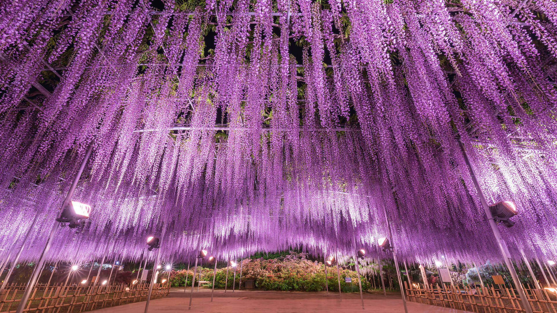 The most beautiful spring flowers in Tokyo – and where to see them all ...