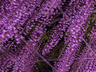 The most beautiful spring flowers in Tokyo – and where to see them all ...