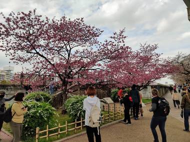 Cherry blossom 2021 report: are the sakura at full bloom yet? | Time ...