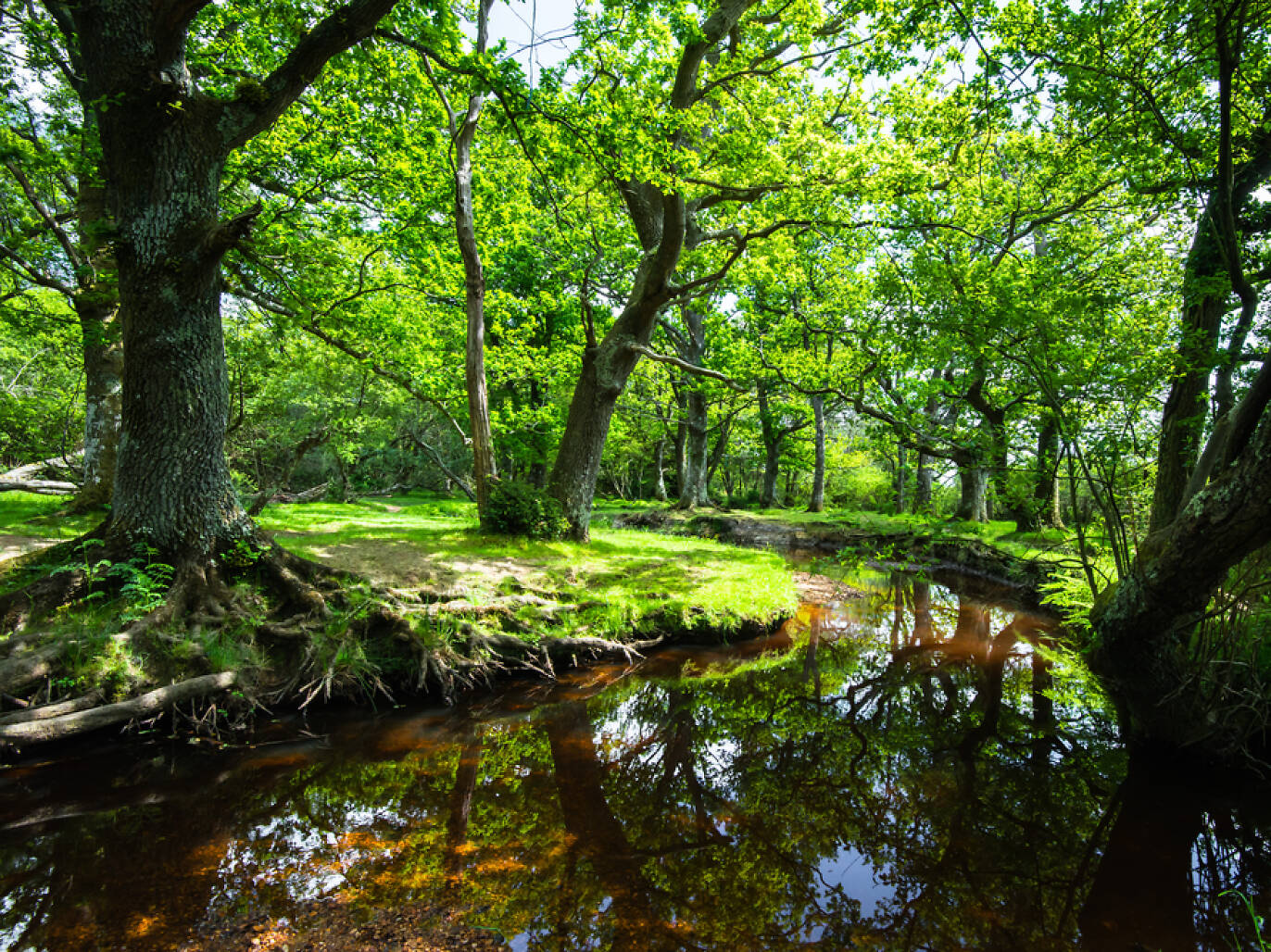 13 of the Best Fairytale Forests in the UK