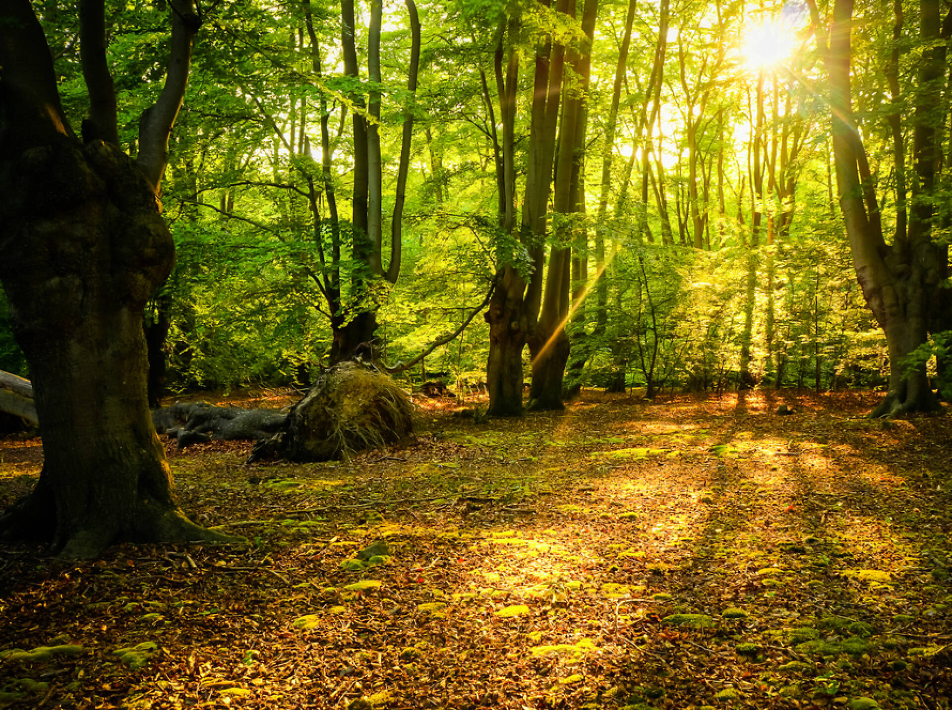 13 Best Fairytale Forests in the UK